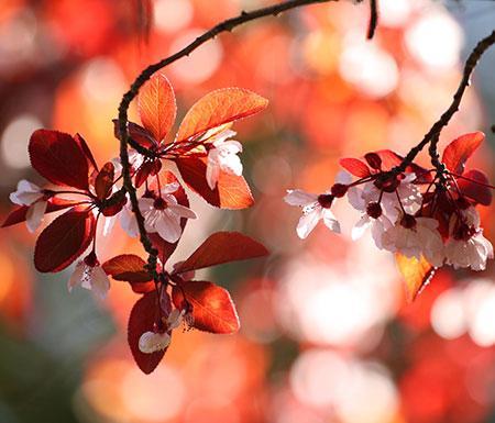 thundercloud plum tree